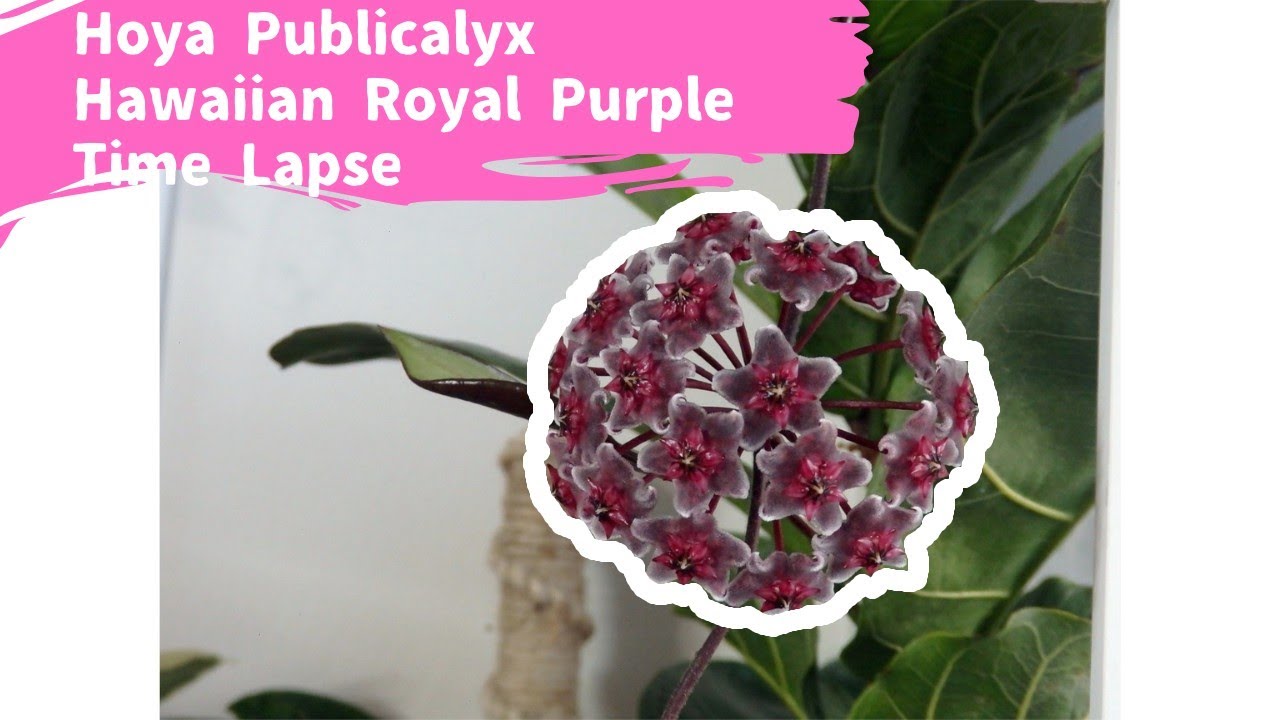 Hoya Pubicalyx Royal Hawaiian Purple Time Lapse - YouTube