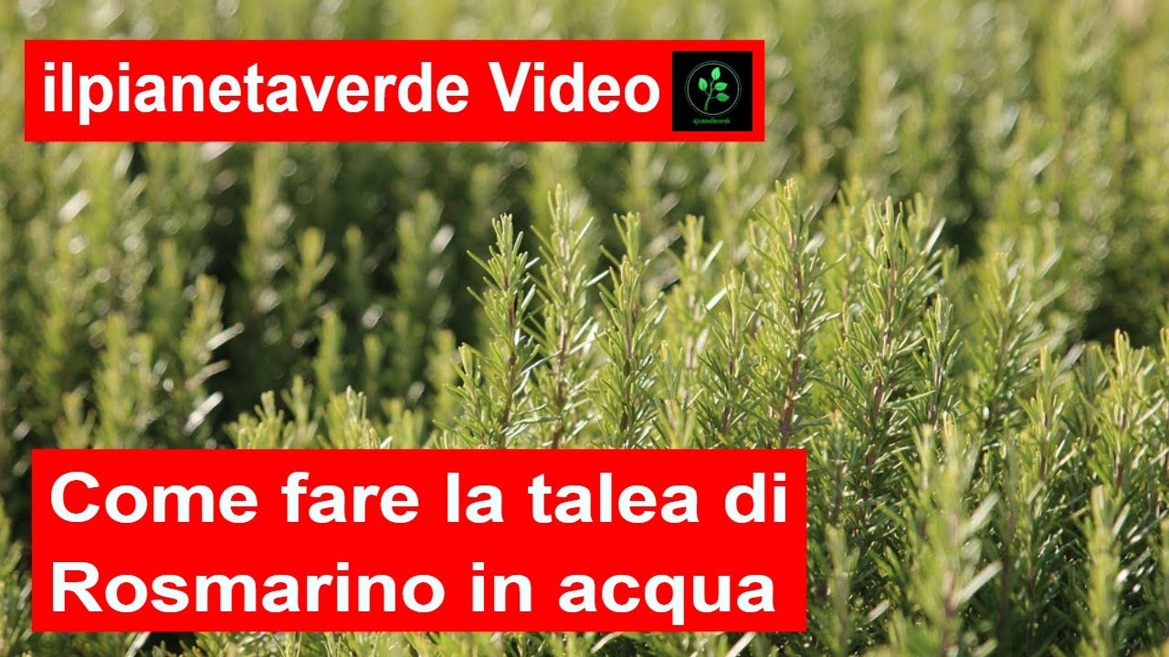 Come riprodurre con la talea il Rosmarino in acqua ( Rosmarinus ) - YouTube