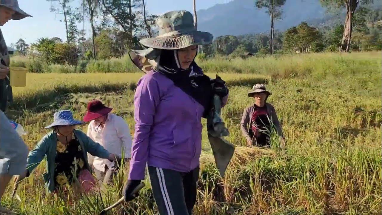 hnub no lo hlai nplej liaj Dua os - YouTube