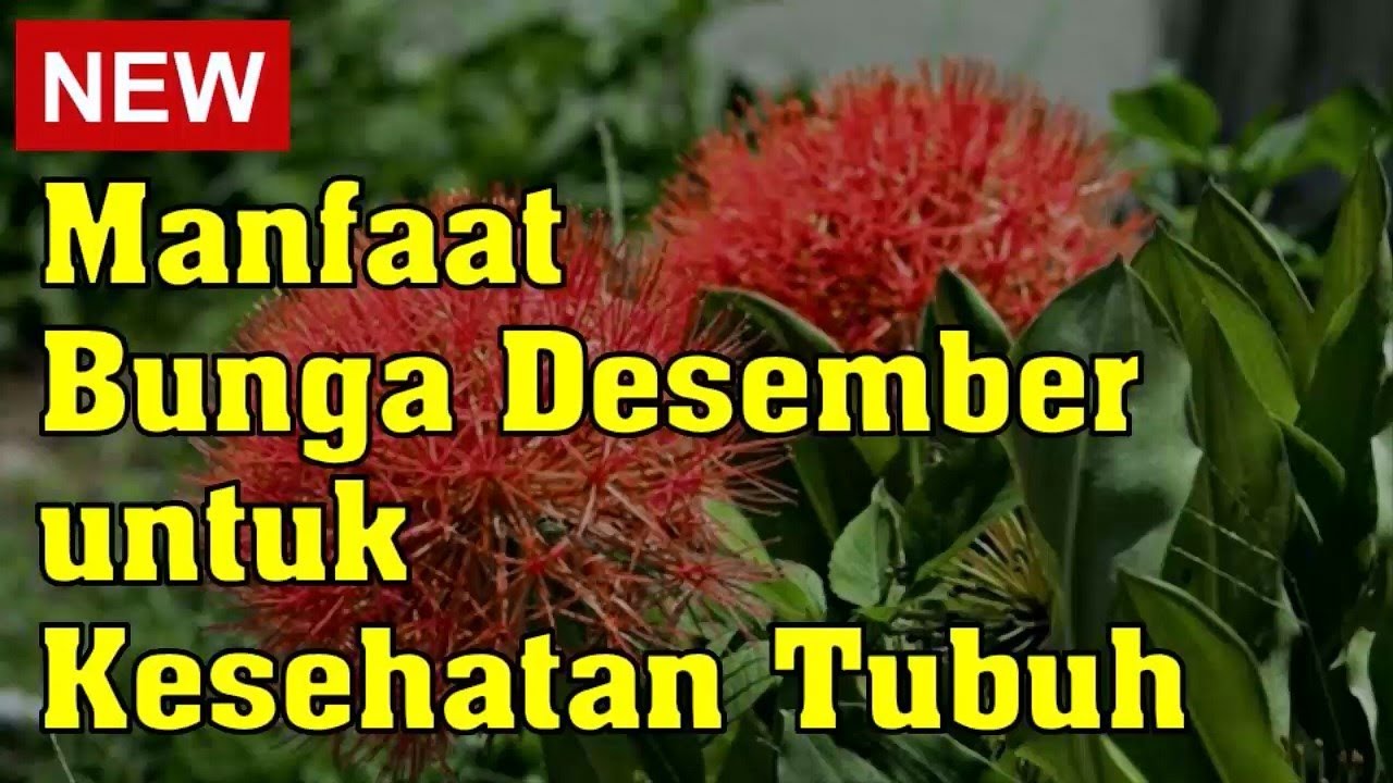Manfaat Bunga Desember untuk Kesehatan Tubuh - YouTube