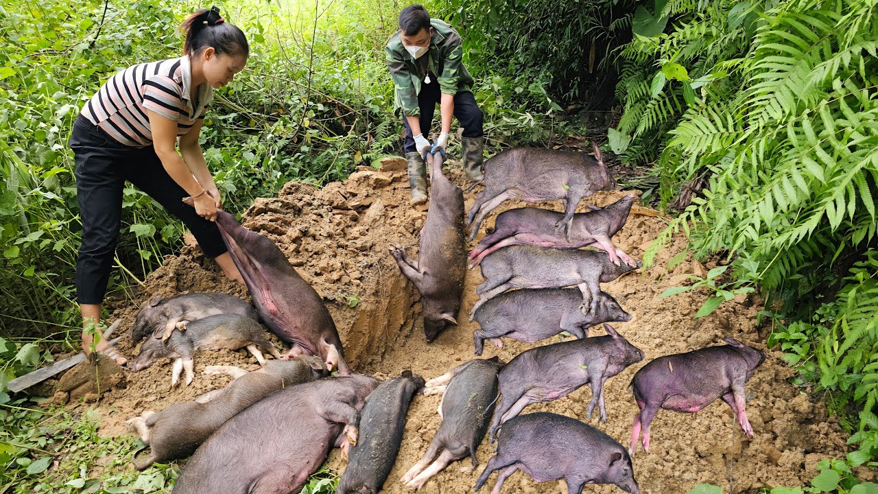 How much effort into the pig herd has been lost to disease (African ...