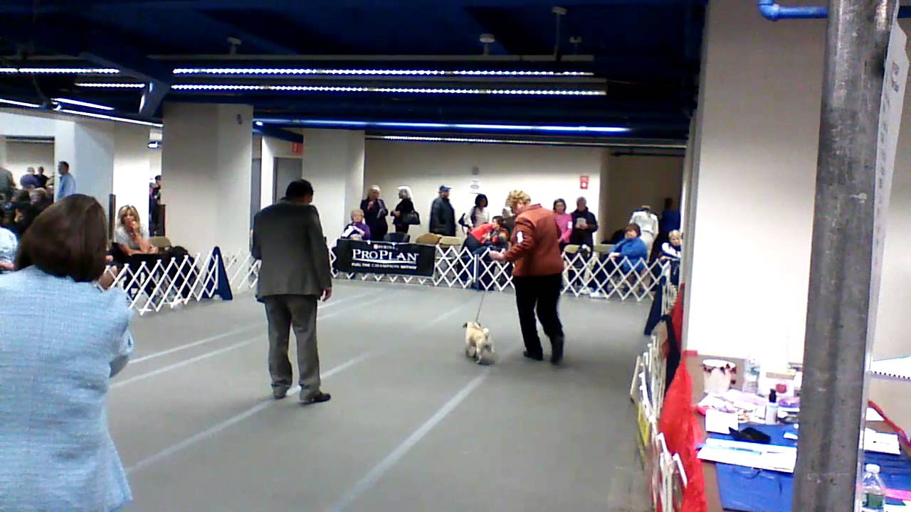 PROGRESSIVE TOY SHOW PUGS NYC 2014 - YouTube