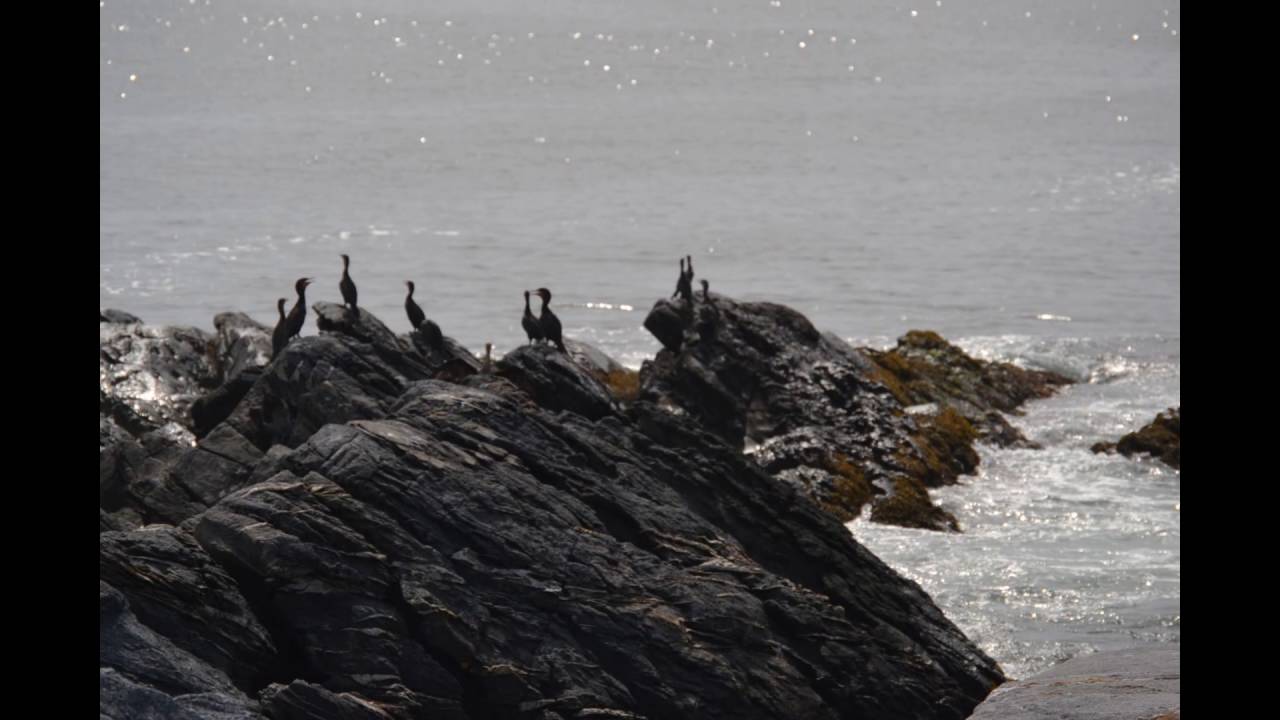 Sashaying at Sachuest - YouTube