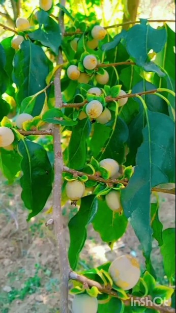 Amlok fruit #nature - YouTube