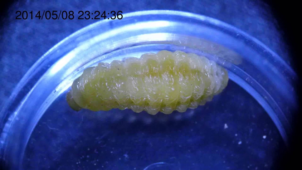 Timelapse of Oreumenes Potter Wasp Prepupa スズバチ前蛹の蠕動#1【微速度撮影】 - YouTube