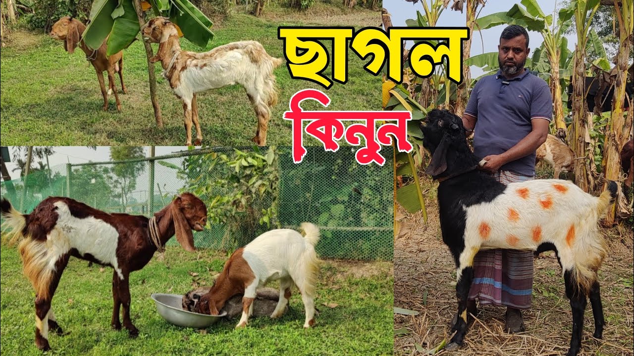 গাজীপুর থেকে সস্তায় ছাগল কিনুন || ছাগলের দাম ২০২৪ || Sagol palon ...