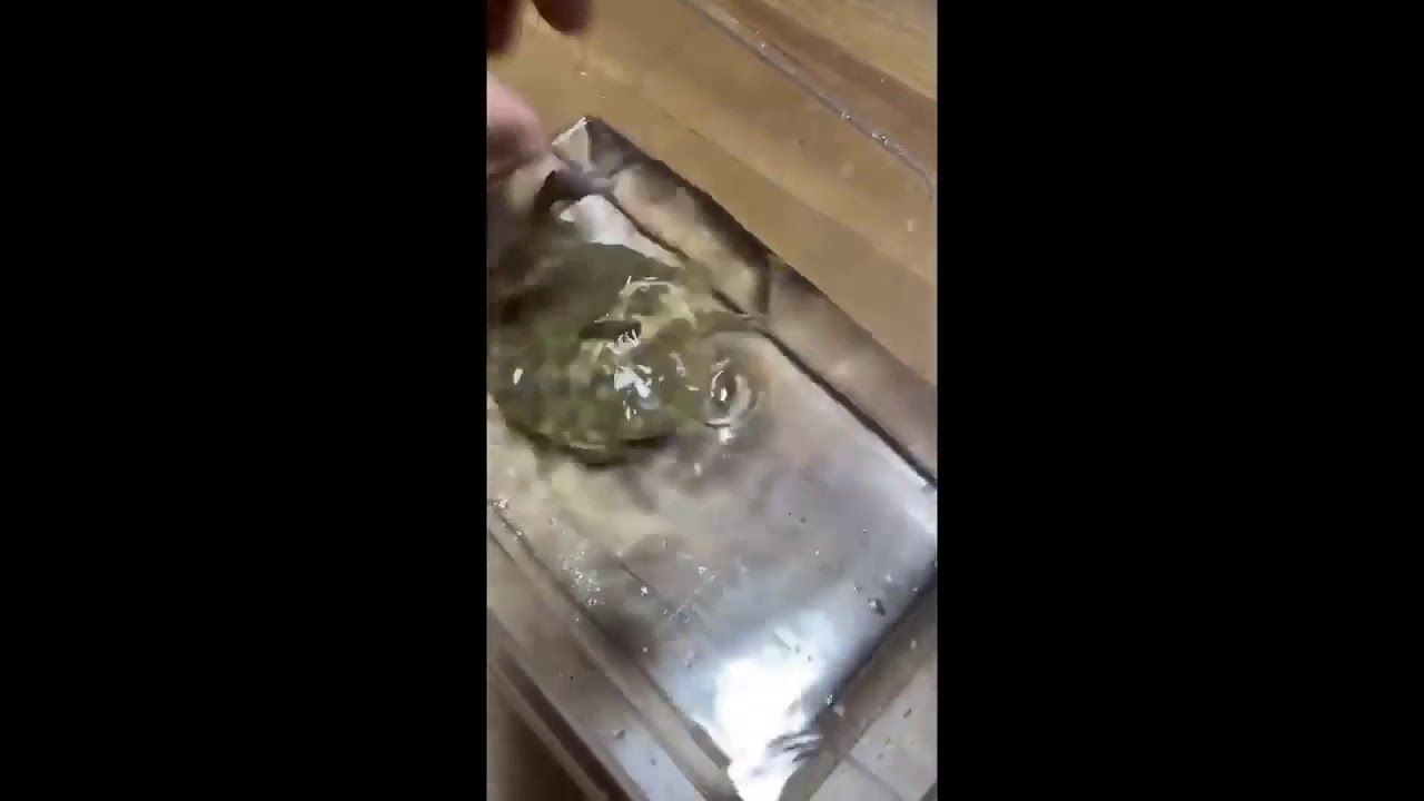FROG SCREAMS UNDERWATER MEME - YouTube