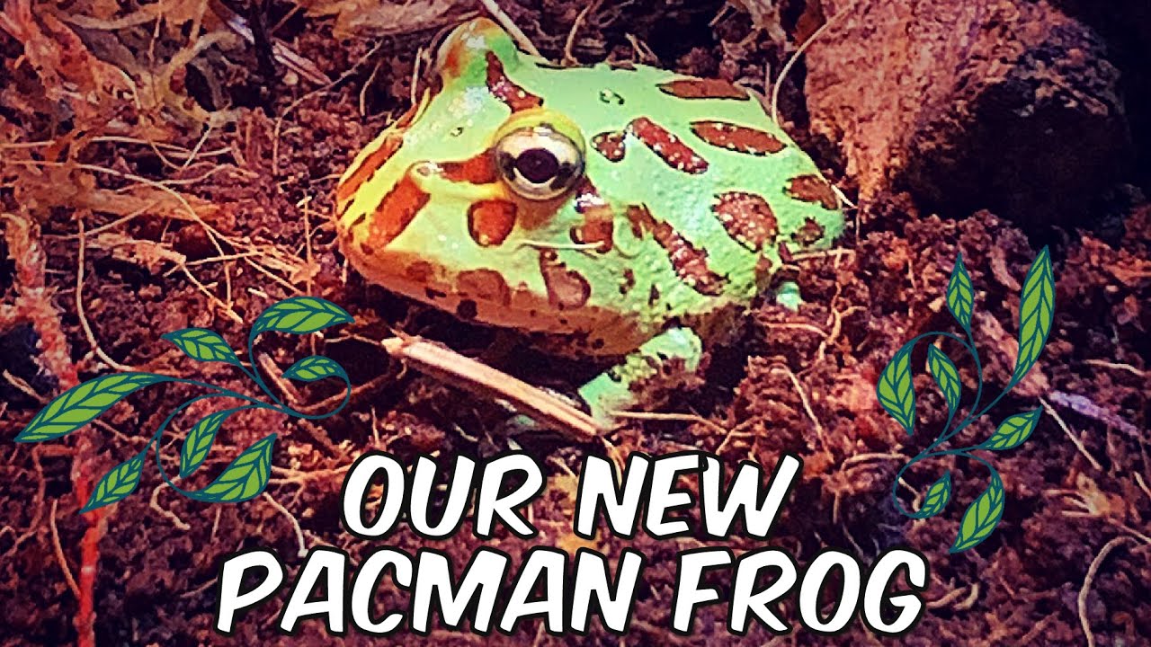 Kappa The Green Pacman Frog - Our New Pet! - LunaLily - YouTube