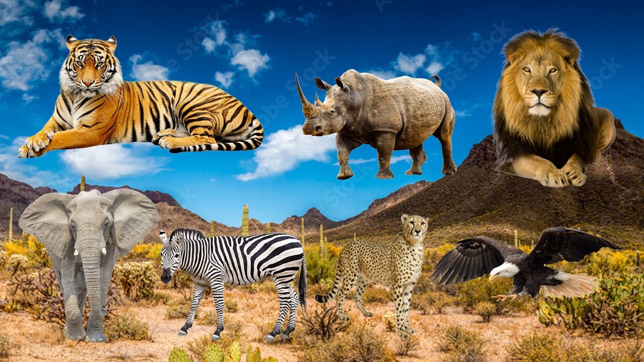 Animal activities with their sounds: snake, owls, whale, bat penguin ...