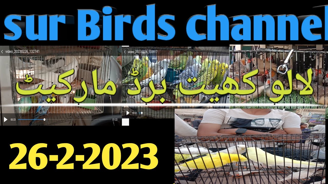 Sunday Birds Market Lalukhet 26-2-2023 Video No 22 Sur Birds Channel ...
