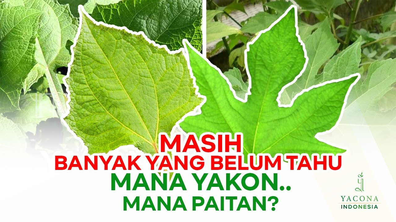 JANGAN SALAH KAPRAH! INI PERBEDAAN CIRI DAUN YAKON & DAUN PAITAN ...