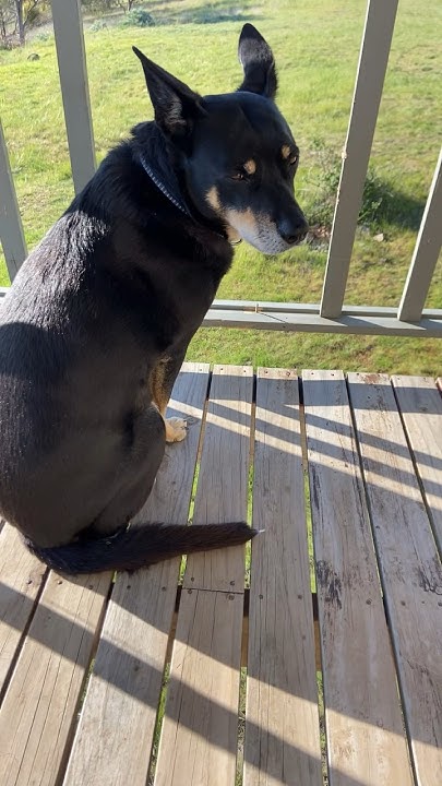 Kira The Kelpie 🩷🐕 #shorts #dog #viral - YouTube