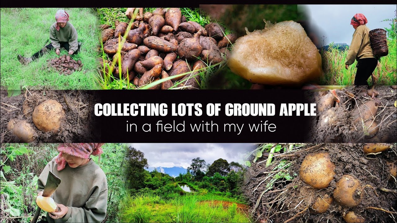 A Day In A Field To Collect Ground Apple With My Wife - YouTube