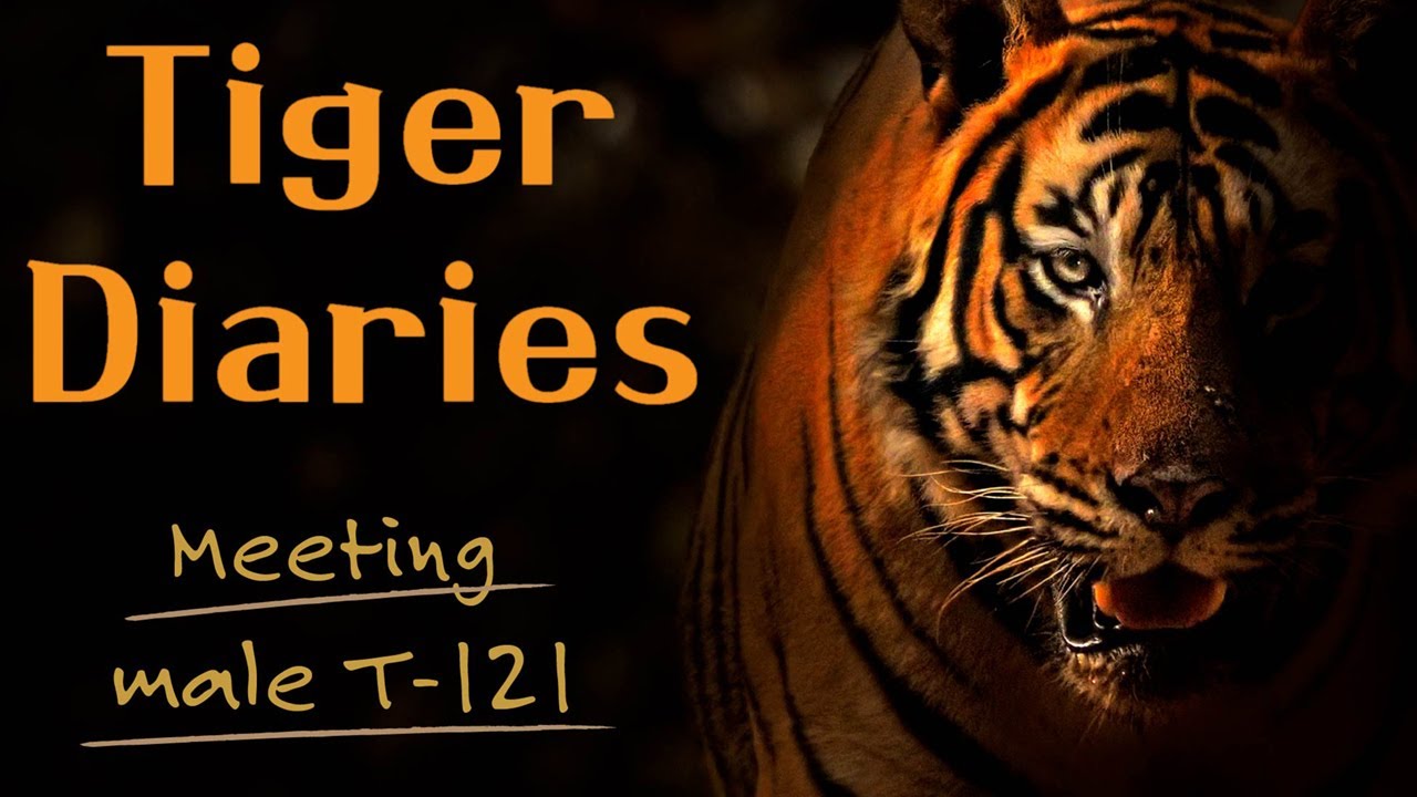 Meeting male tiger T121 - you won't BELIEVE how close he gets!!! - YouTube