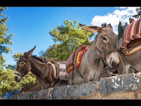 Donkey safari and Cyprus Night - YouTube