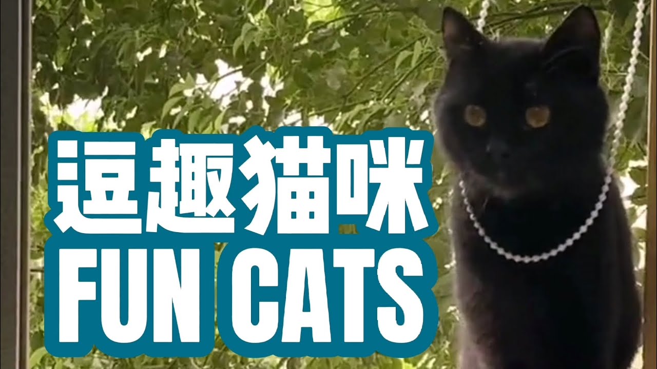 可爱逗趣的猫咪 FUN CATS - YouTube