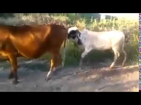 acemi boğa GTA novice bull