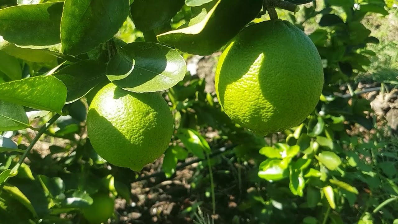 Hechos del Agro - Cosecha de limón pérsico - YouTube