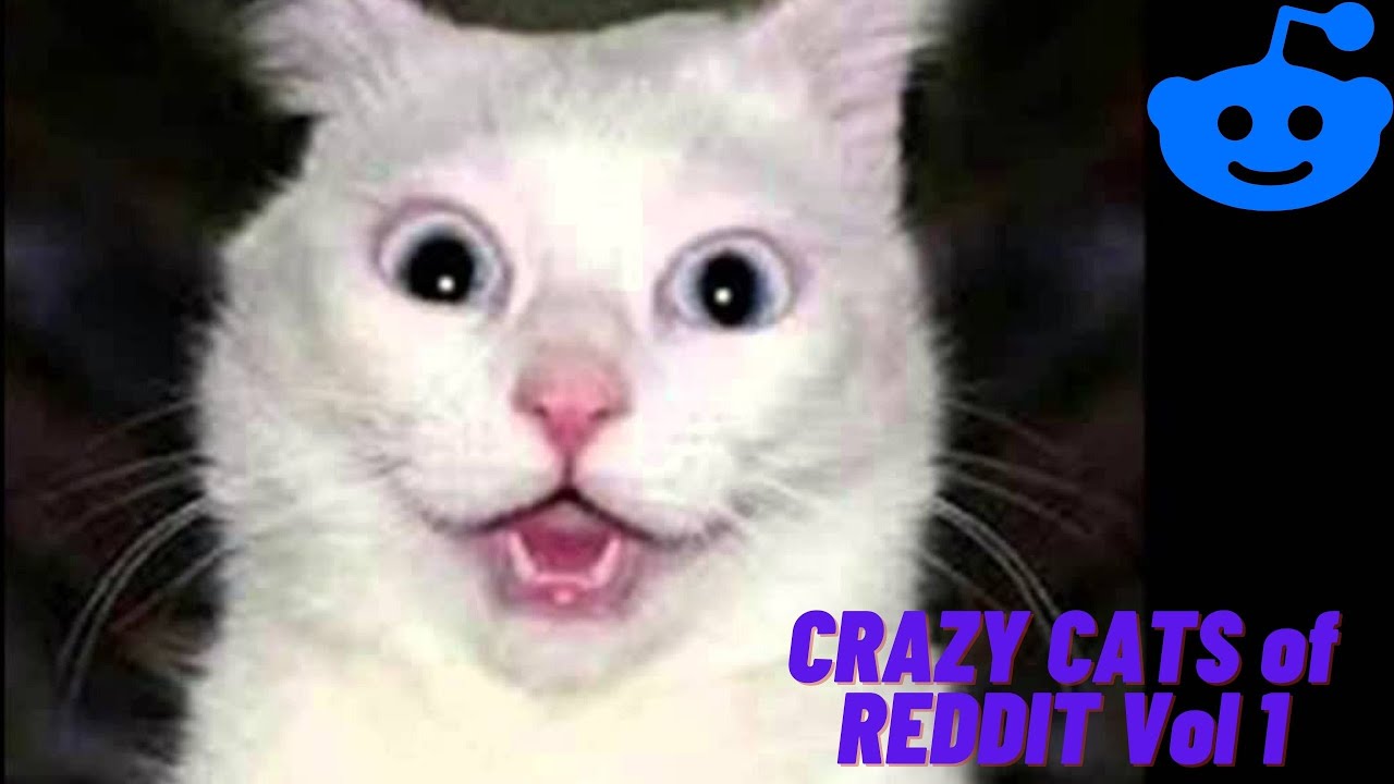 Crazy Cats of Reddit Vol 1 - YouTube