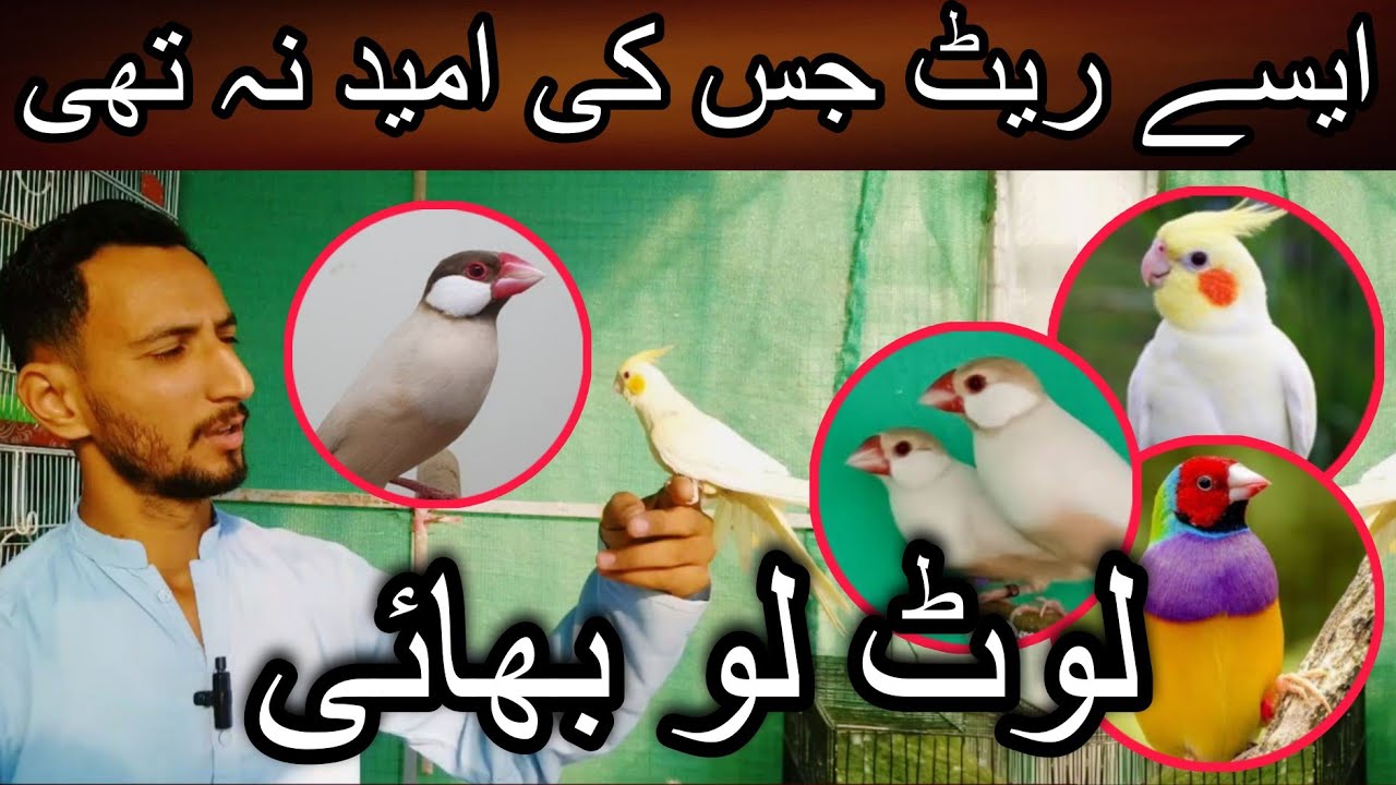 bharpoor birdz or rate bhi sab se kam | Cheap price birds | Goldian ...