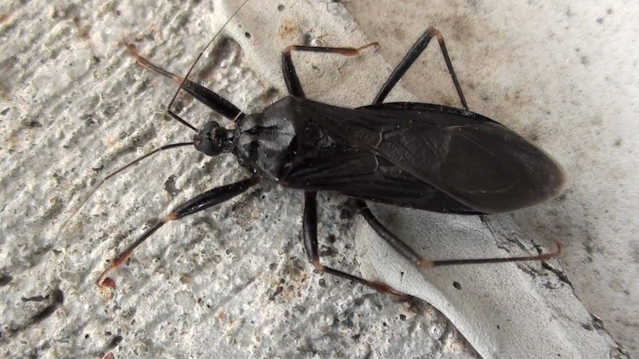 Masked Hunter (Reduviidae: Reduvius) Poisoned - YouTube