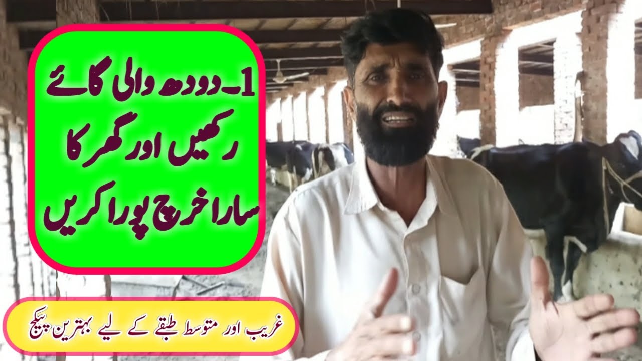 Cow Farming In Pakistan Dairy Farming Business Cow Milking YouTube cow-farming-in-pakistan-dairy-farming-business-cow-milking-youtube