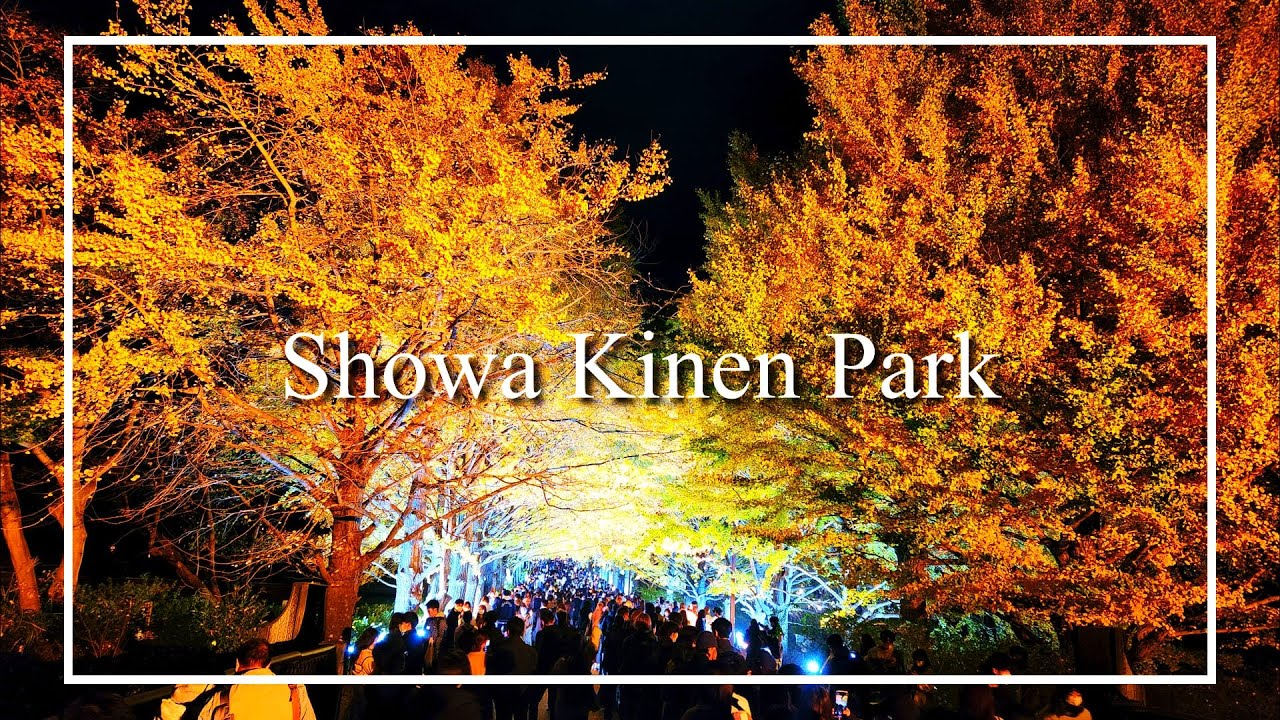 [Showa Kinen Park] Light-up show at one of Japan's best autumn leaves ...