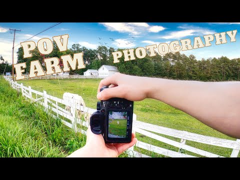 Relaxing 5 Minute POV Farm/Cow Photography (Durham, North Carolina) Sony 85mm 1.8!!
