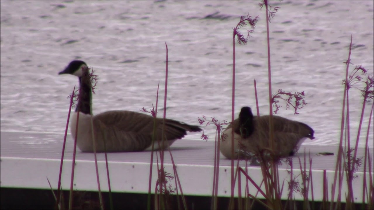 Two Canadian Honkers on a cold day - YouTube