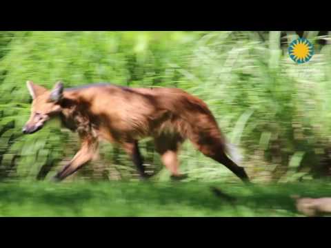 Maned Wolves Return to the Smithsonian's National Zoo - YouTube