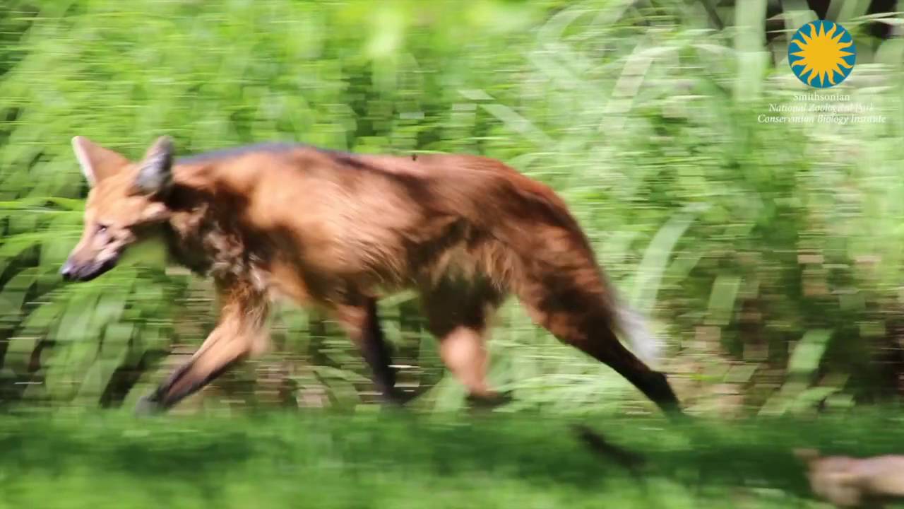 Maned Wolves Return to the Smithsonian's National Zoo - YouTube