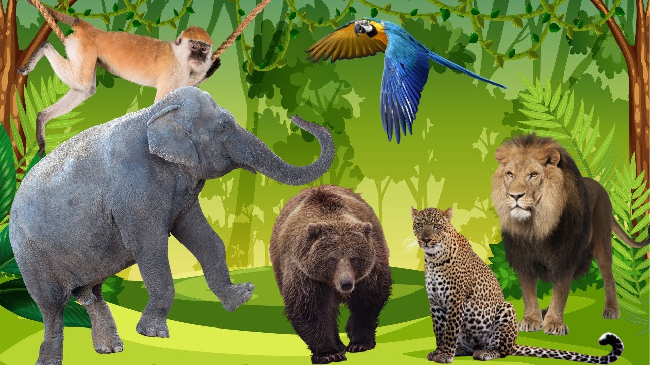 Jungle animals | Learning wild animals and their sounds for kids - YouTube