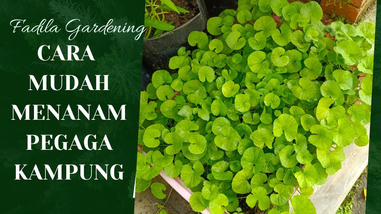Cara Mudah Menanam Pokok Pegaga Kampung - YouTube