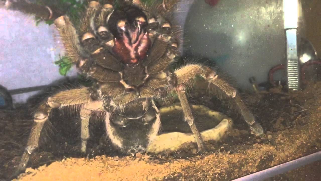 Largest Tarantula In My Collection - YouTube