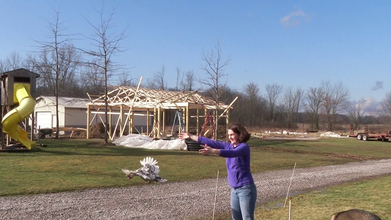 Building a Rabbit Barn - Day 35 - YouTube