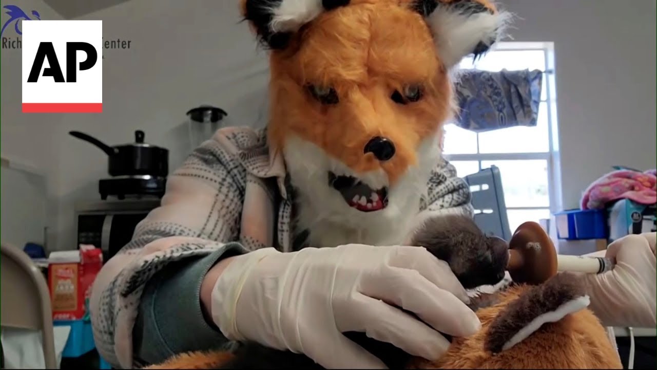 Wildlife center staff dress up as red foxes as they care for orphaned ...