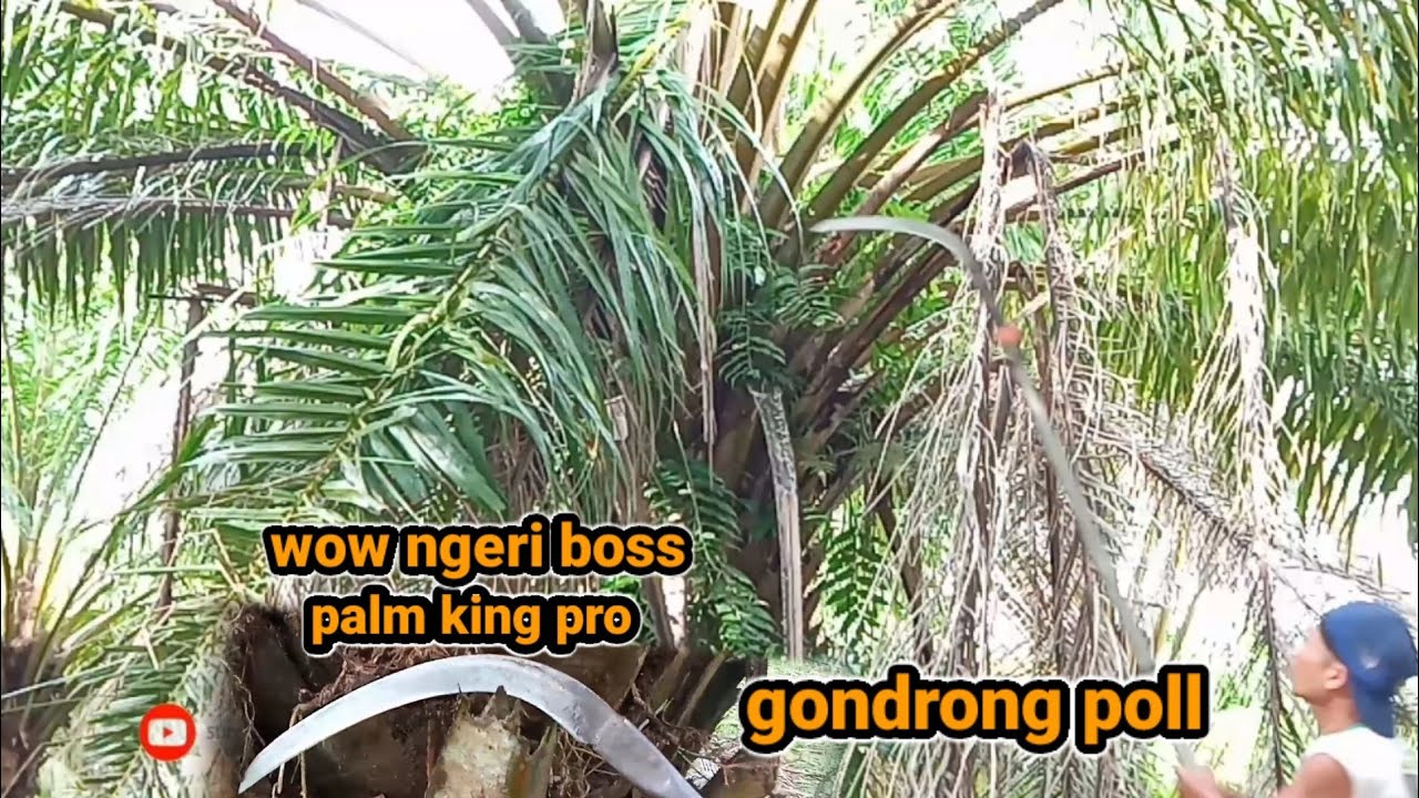 ngeri mas bro pruning sawit gondrong menggunakan egrek palm king pro ...