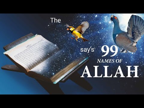 The bird 🐦 say's cute || Discover the power of Allah's 99 beautiful ...