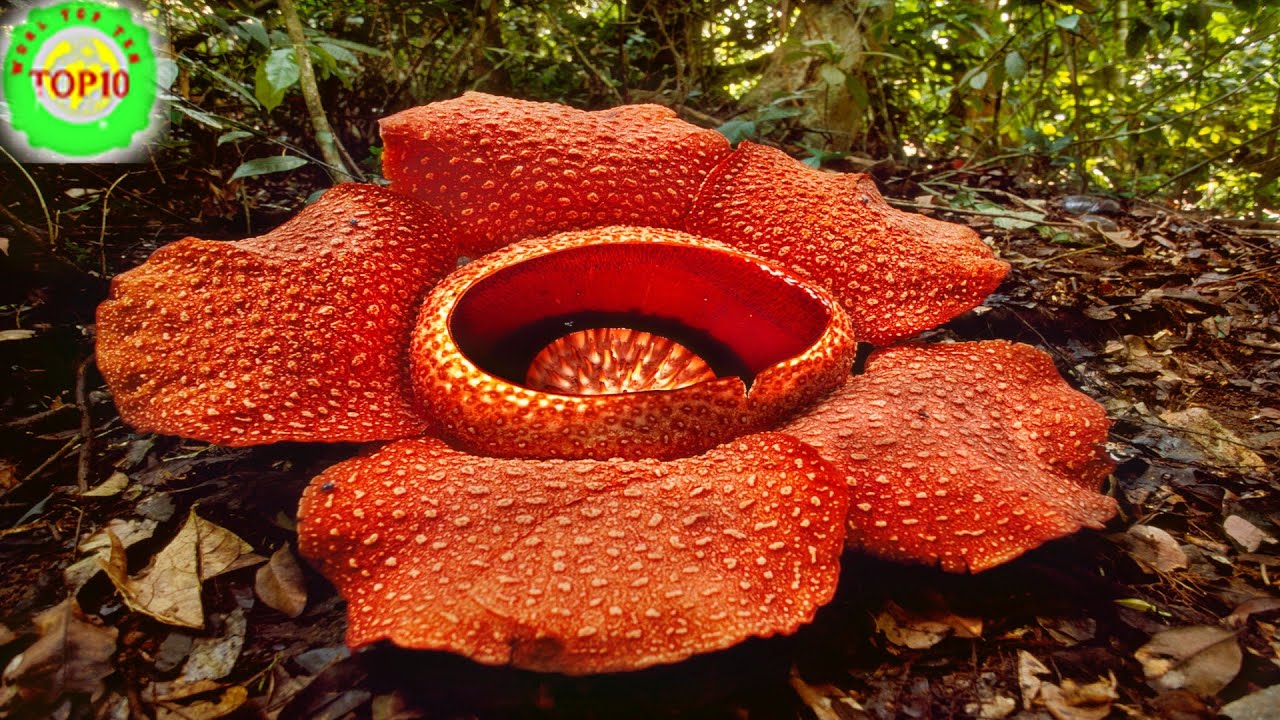Top 10 Strangest Plants On Earth YouTube top-10-strangest-plants-on-earth-youtube