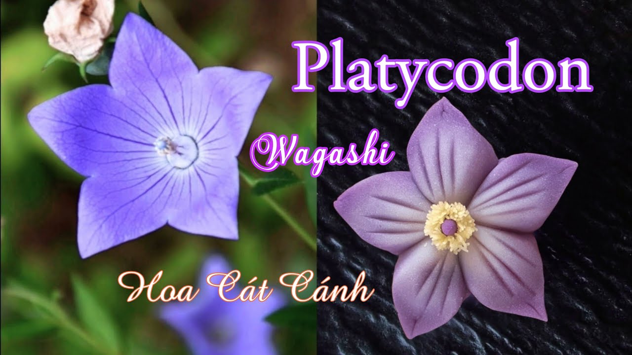 How To Make The Kikyo flower Nerikiri Wagashi - YouTube
