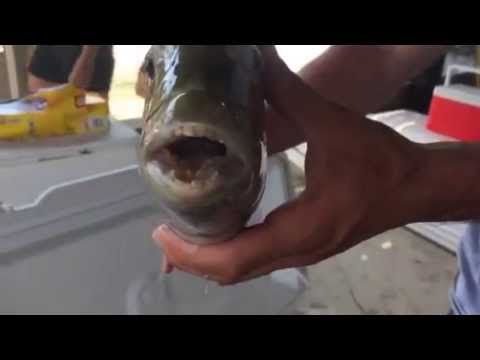 This Fish Has False Teeth! - YouTube