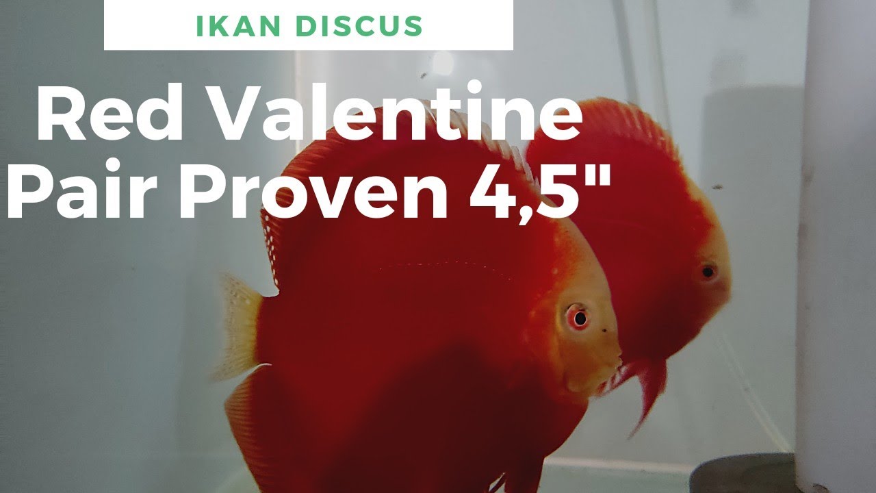 Ikan Discus - Red Valentine Pair Proven Size 4,5" - YouTube