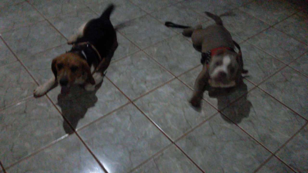 Beagle + American Bully - YouTube