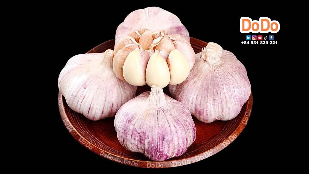 DODO GARLIC - Garlic Import Export - Tỏi Nhập Khẩu - 大蒜进出口 🧄🧄 | DODO GLOBAL - YouTube