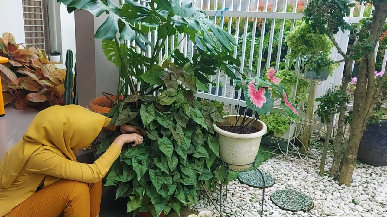 Tanaman hias syngonium rimbun ditempat teduh kerdil di bawah sinar ...