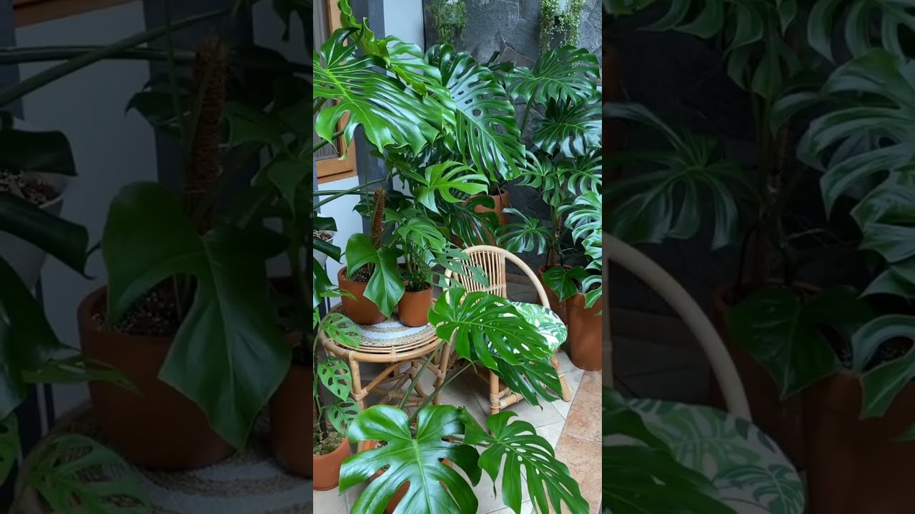 MONSTERA BALCONY GARDEN - YouTube