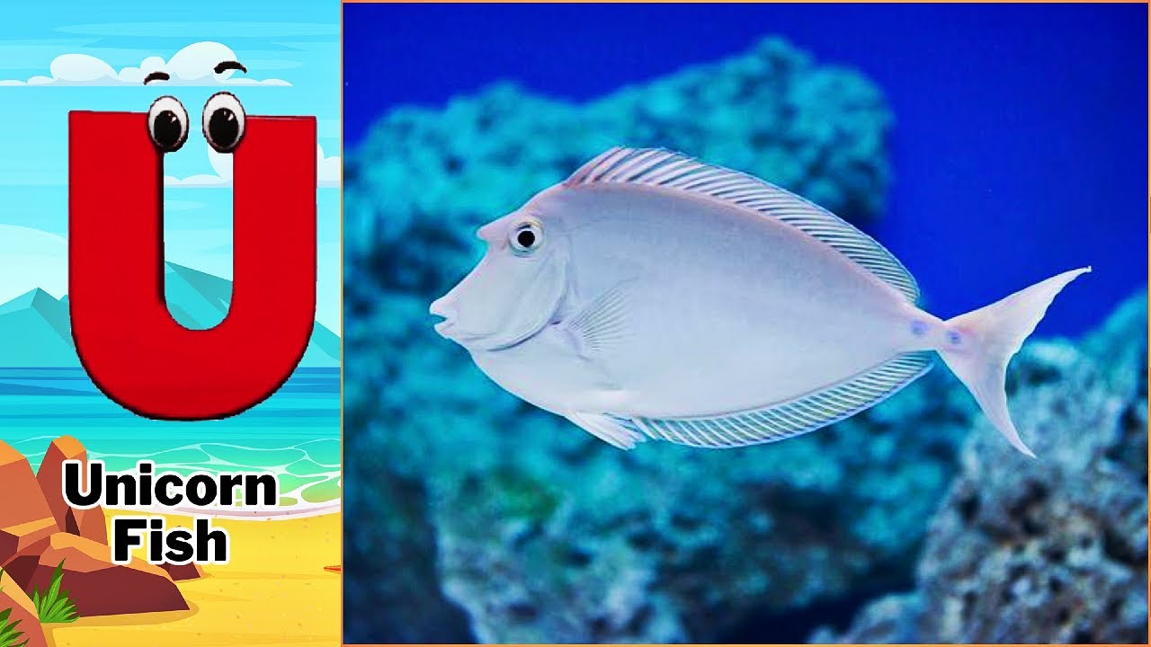 ABC - Alphabet Song - ABC Song - Collection - 2024 #1388 - YouTube