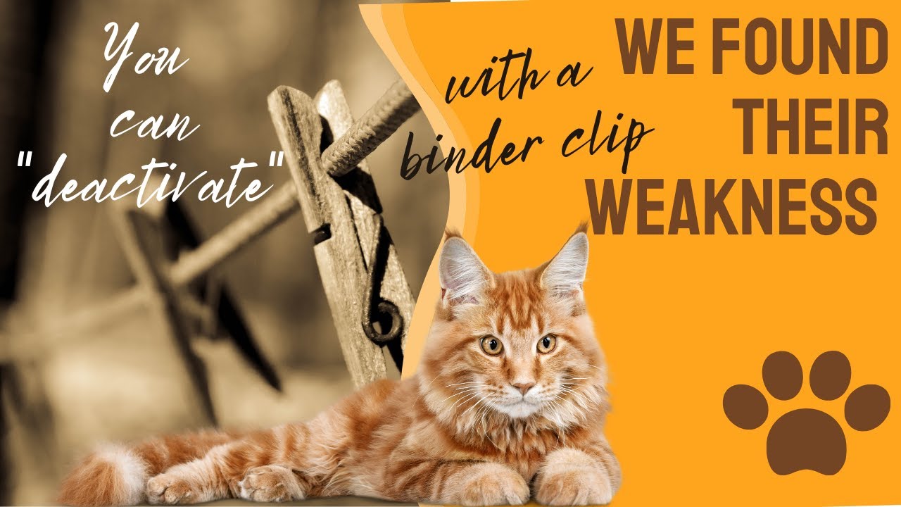 How to Deactivate a Cat? How to Deactivate a Grown Cat? Cat Training ...
