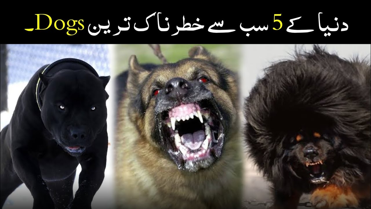 Top 5 Dangerous Dogs|Dangerous Dogs|Tales by Saira - YouTube