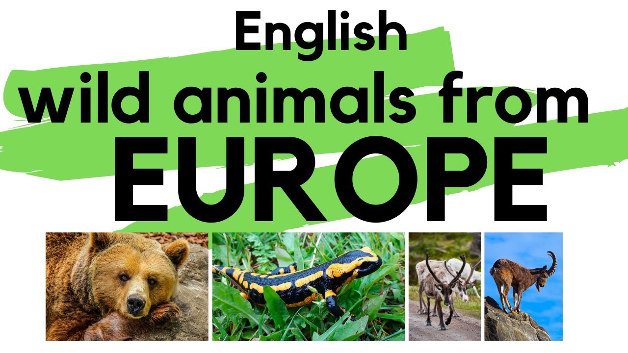English - Animals From Europe - YouTube